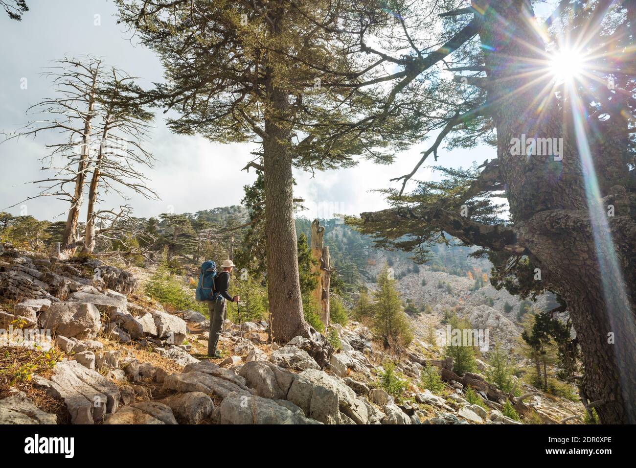 Cedar trees in mountains, Turkey Stock Photo - Alamy