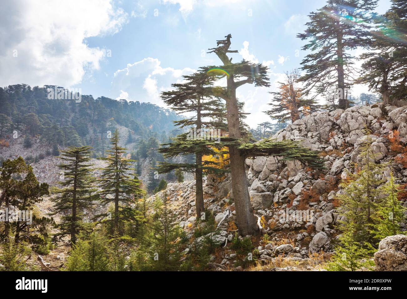 Cedar trees in mountains, Turkey Stock Photo - Alamy