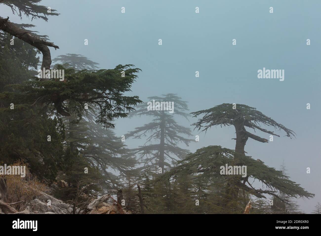 Cedar trees in mountains, Turkey Stock Photo - Alamy