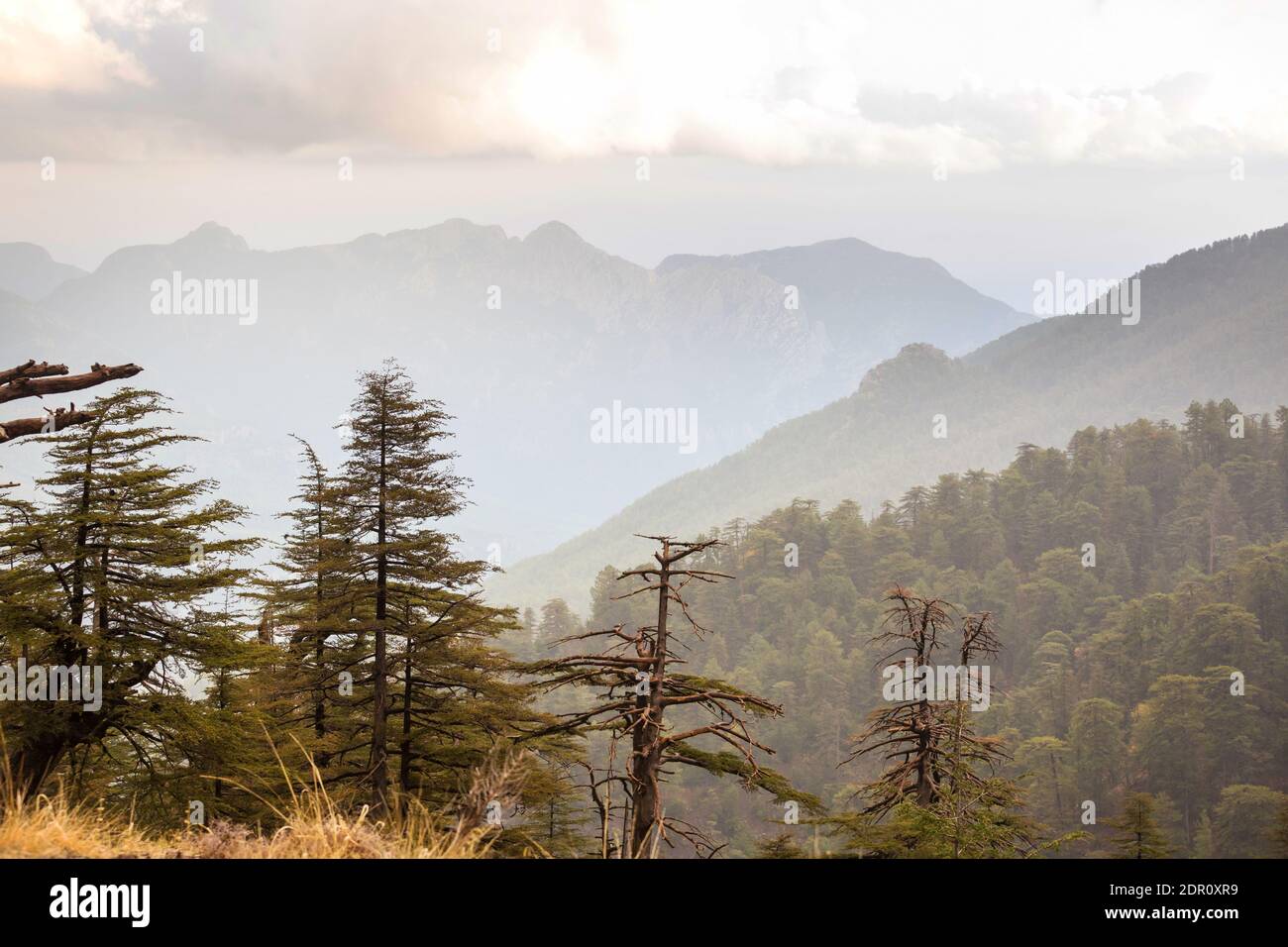 Cedar trees in mountains, Turkey Stock Photo - Alamy
