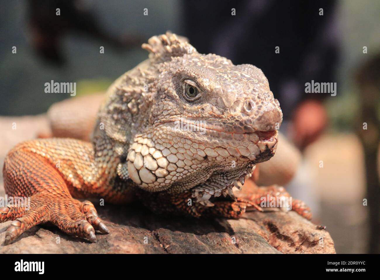 Smiley lizard hi-res stock photography and images - Alamy