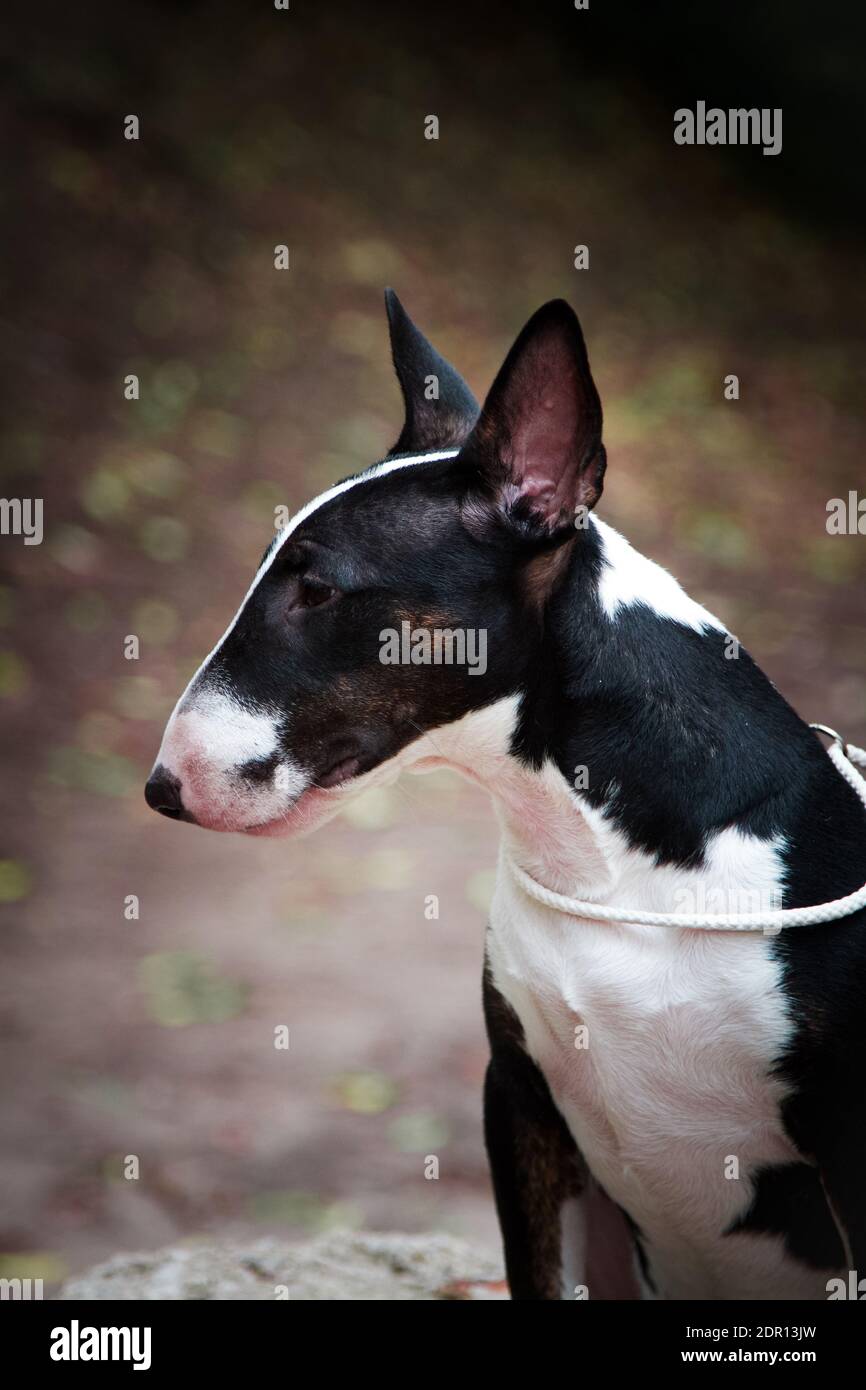portrait of a dog breed mini bull terrier black color close-up on a ...