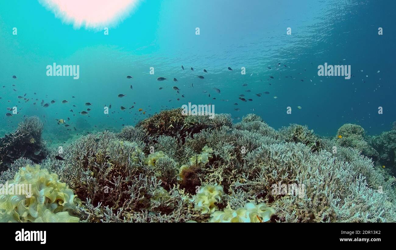 Beautiful underwater landscape with tropical fish and corals ...
