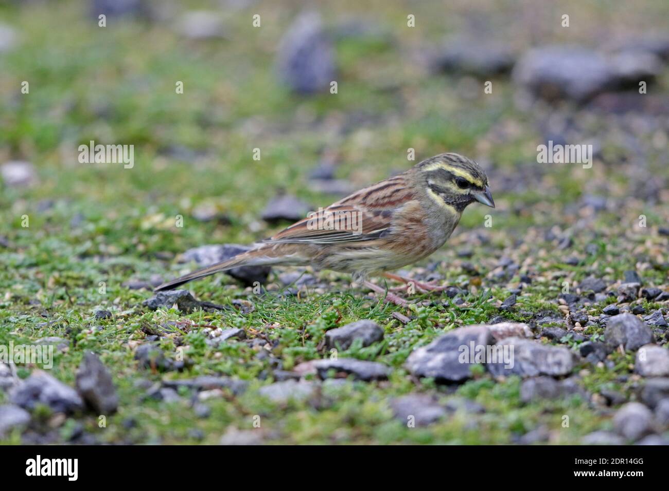 Cirl bunting male devon male hi-res stock photography and images - Alamy