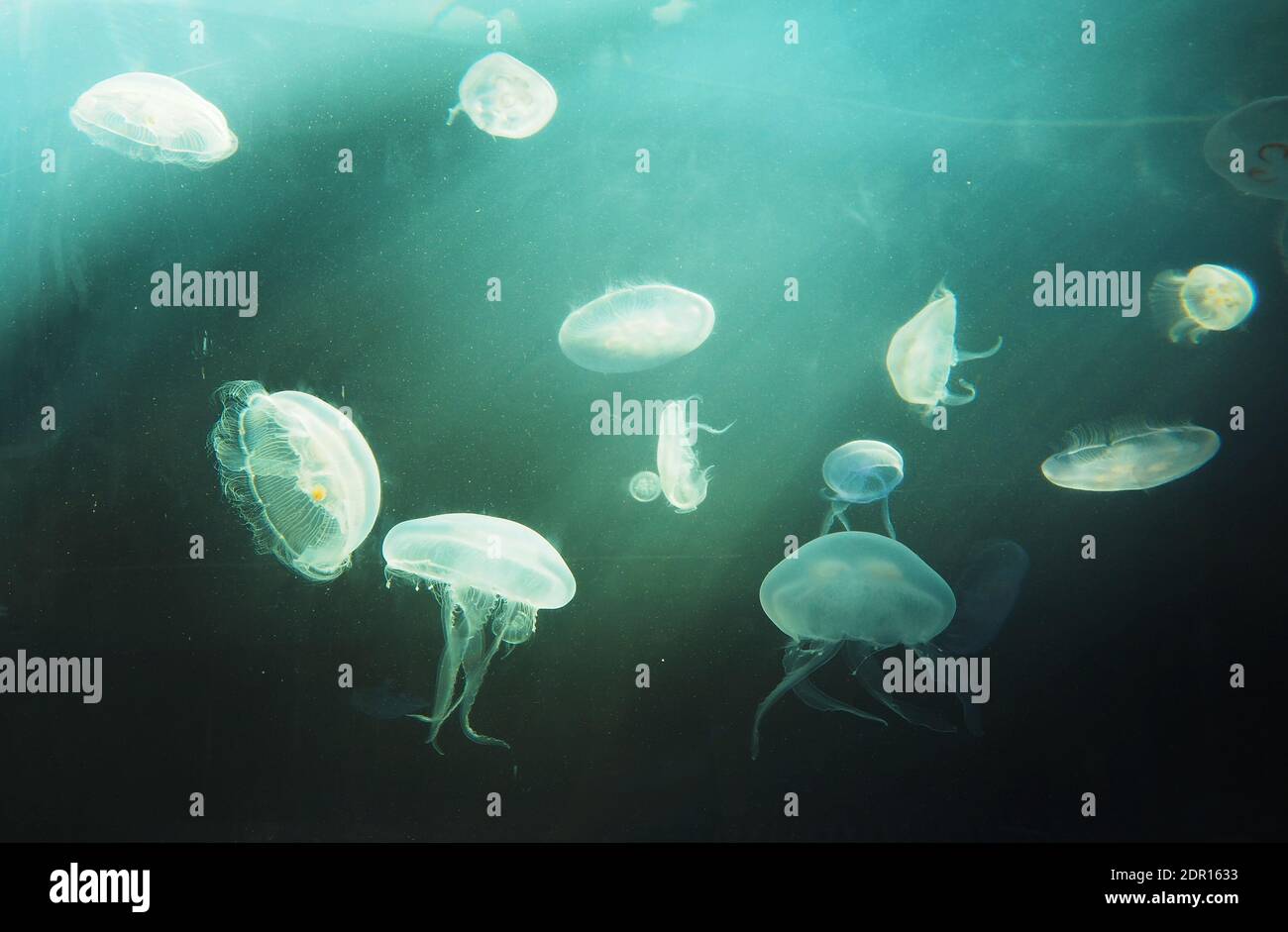 Sea creatures blue transparent hi-res stock photography and images - Alamy