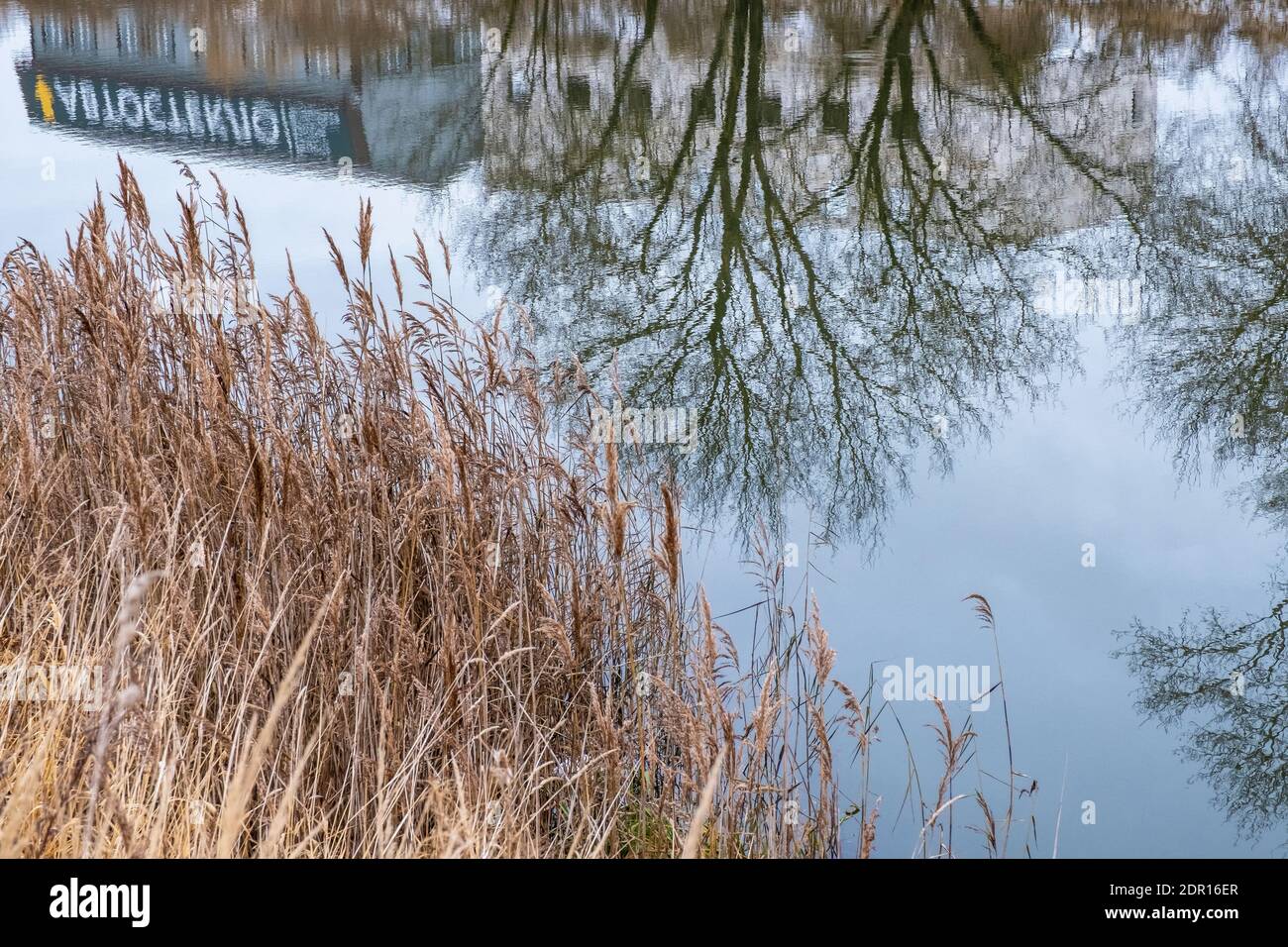 River bank with tall yellow grass and the reflection of trees and ...