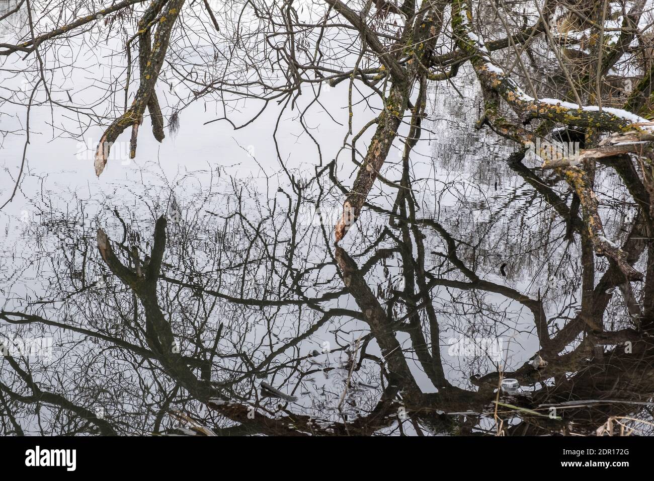Crooked branches of trees in lichens and their reflection in quiet ...