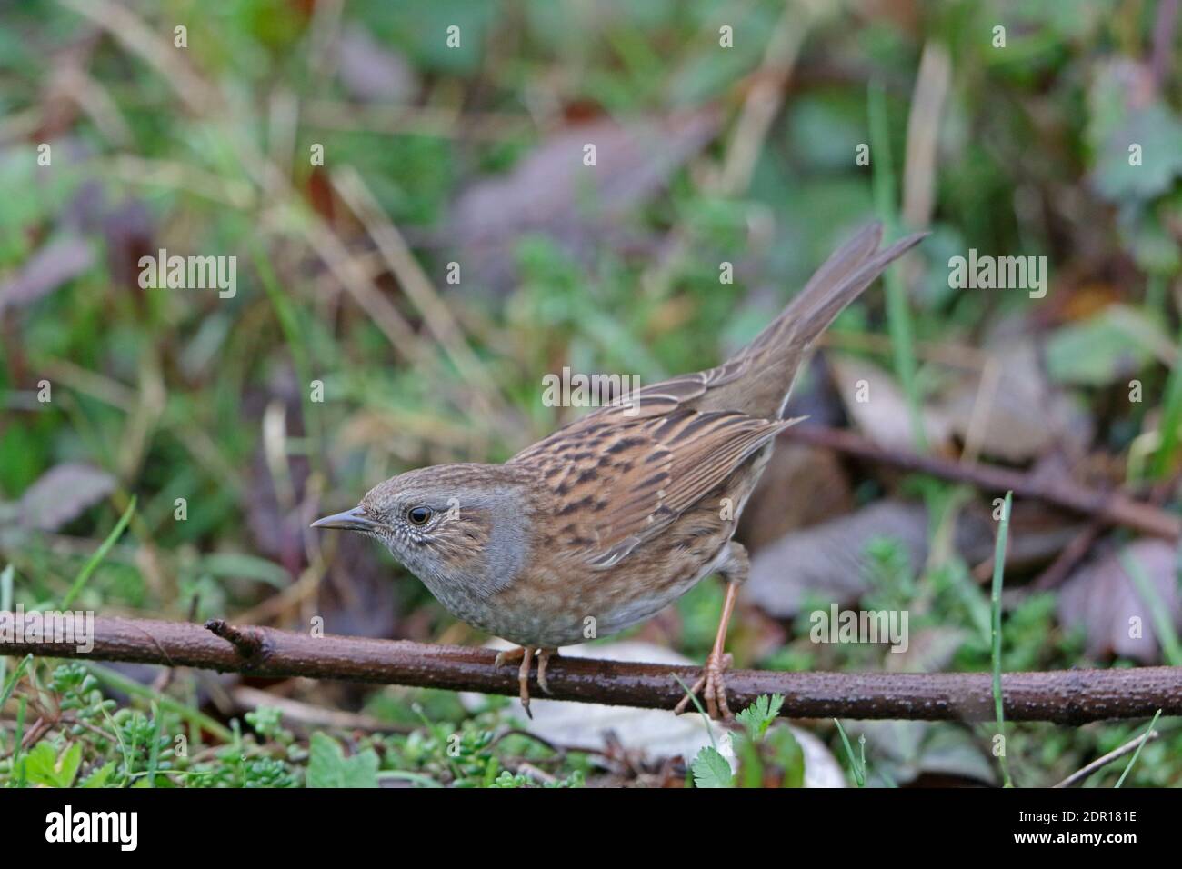 Hedge sparrow uk hi-res stock photography and images - Alamy