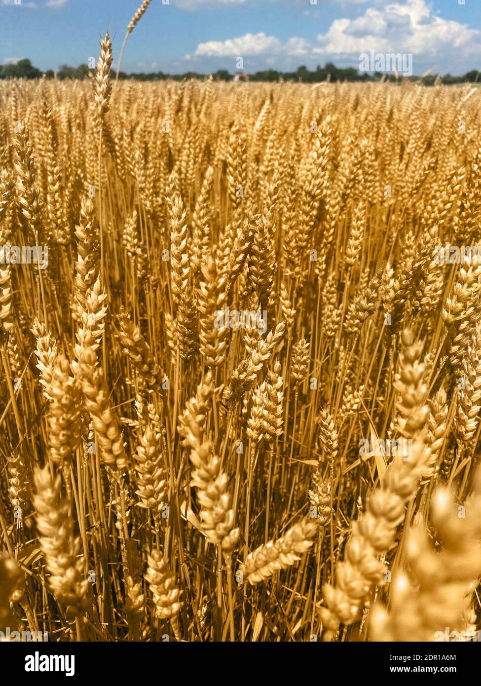 Gold rye field and blue sky, Agriculture concept Stock Photo - Alamy