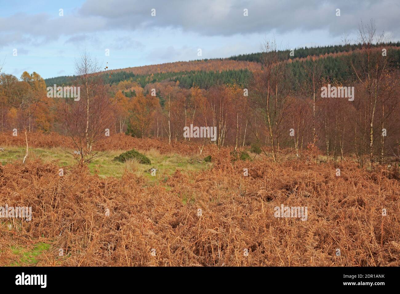 Autumn Colours in the Forest of Dean UK Stock Photo - Alamy