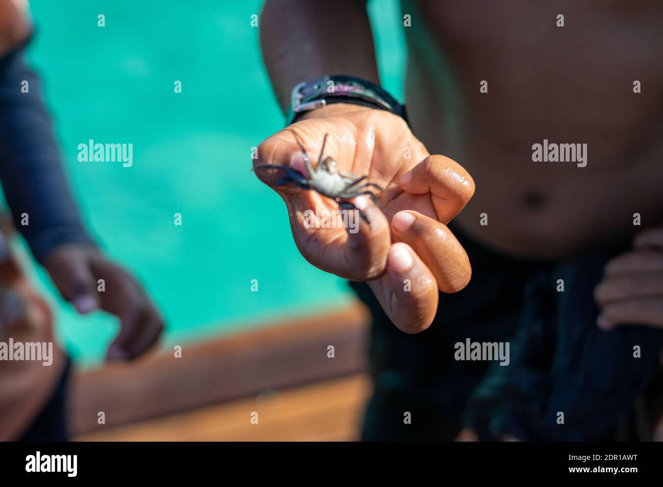 Child Hand Holding Baby Crab In Hand Stock Photo - Alamy