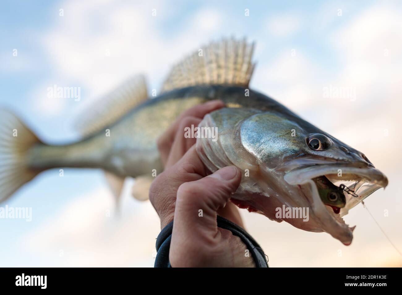 Walley fish hi-res stock photography and images - Alamy