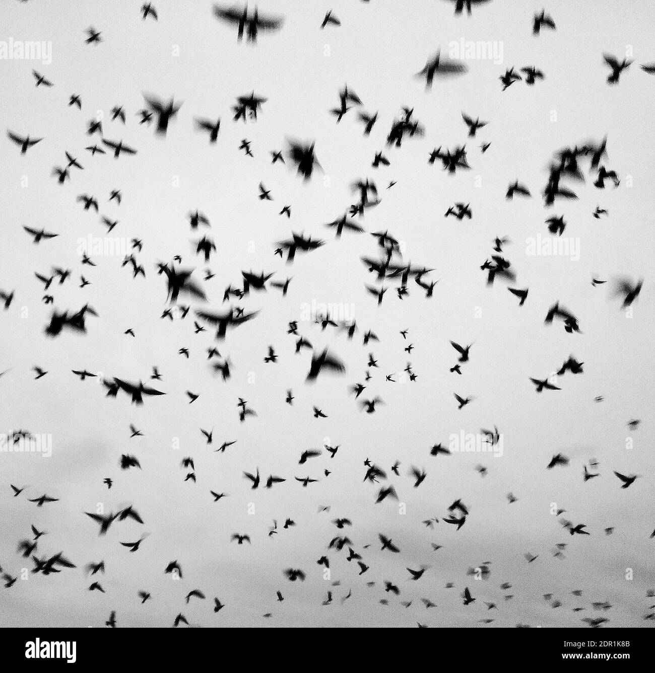 Flock birds flying sky animal migration Black and White Stock Photos ...