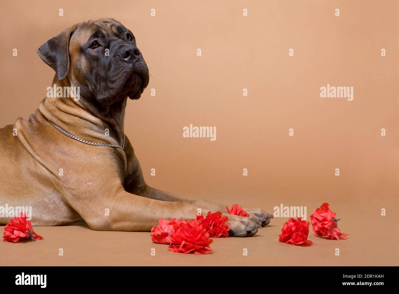 a large red-haired dog of the breed South African boerboel lies and ...