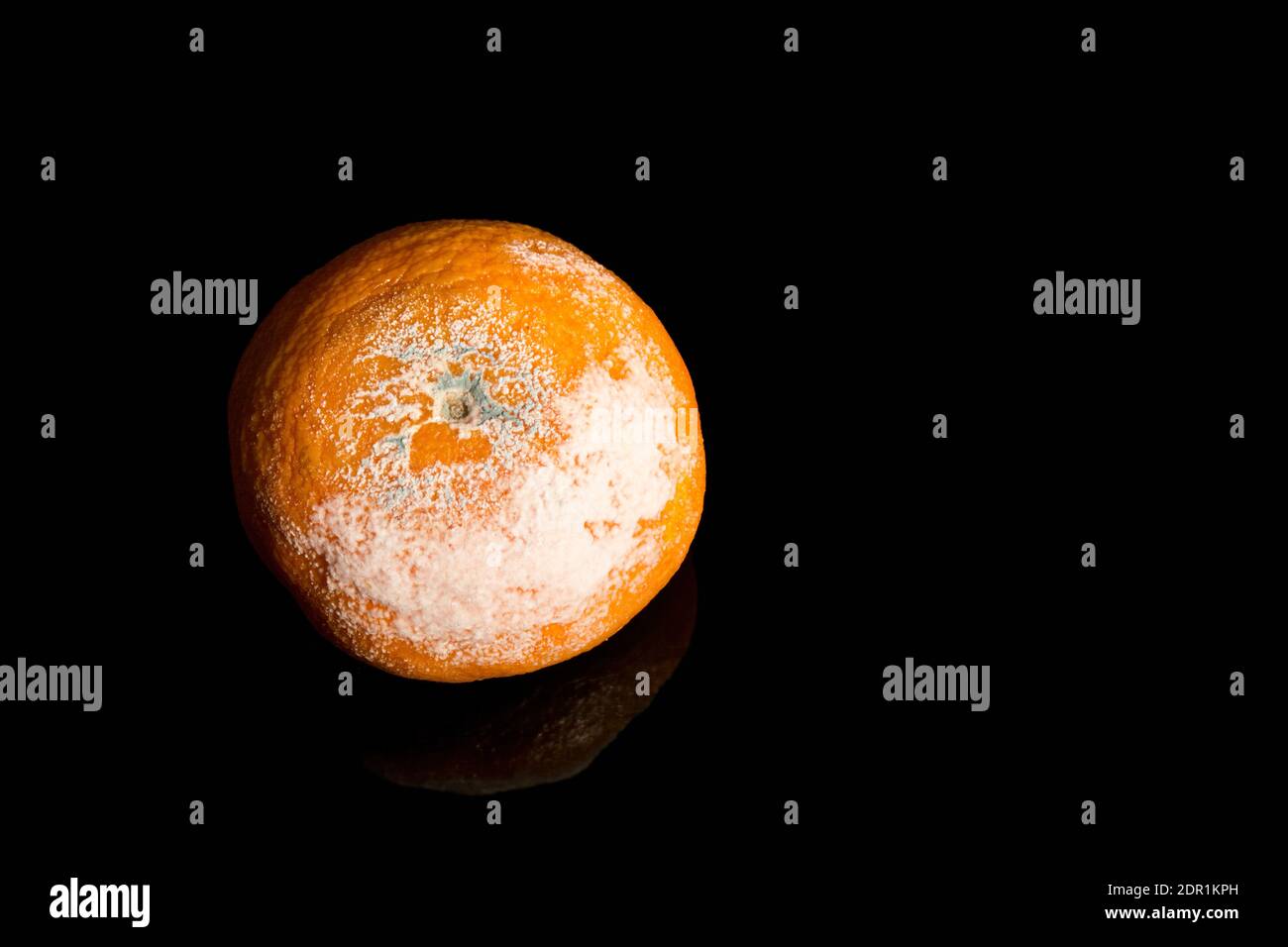 Rotten and moldy tangerine isolated on black background with copyspace ...
