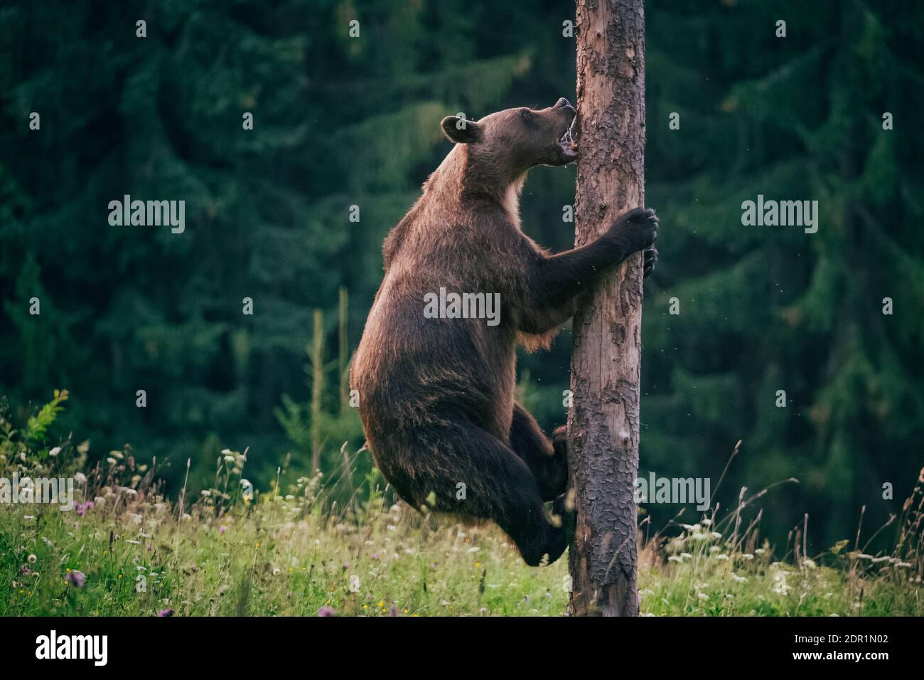 Bear climbing tree hi-res stock photography and images - Alamy