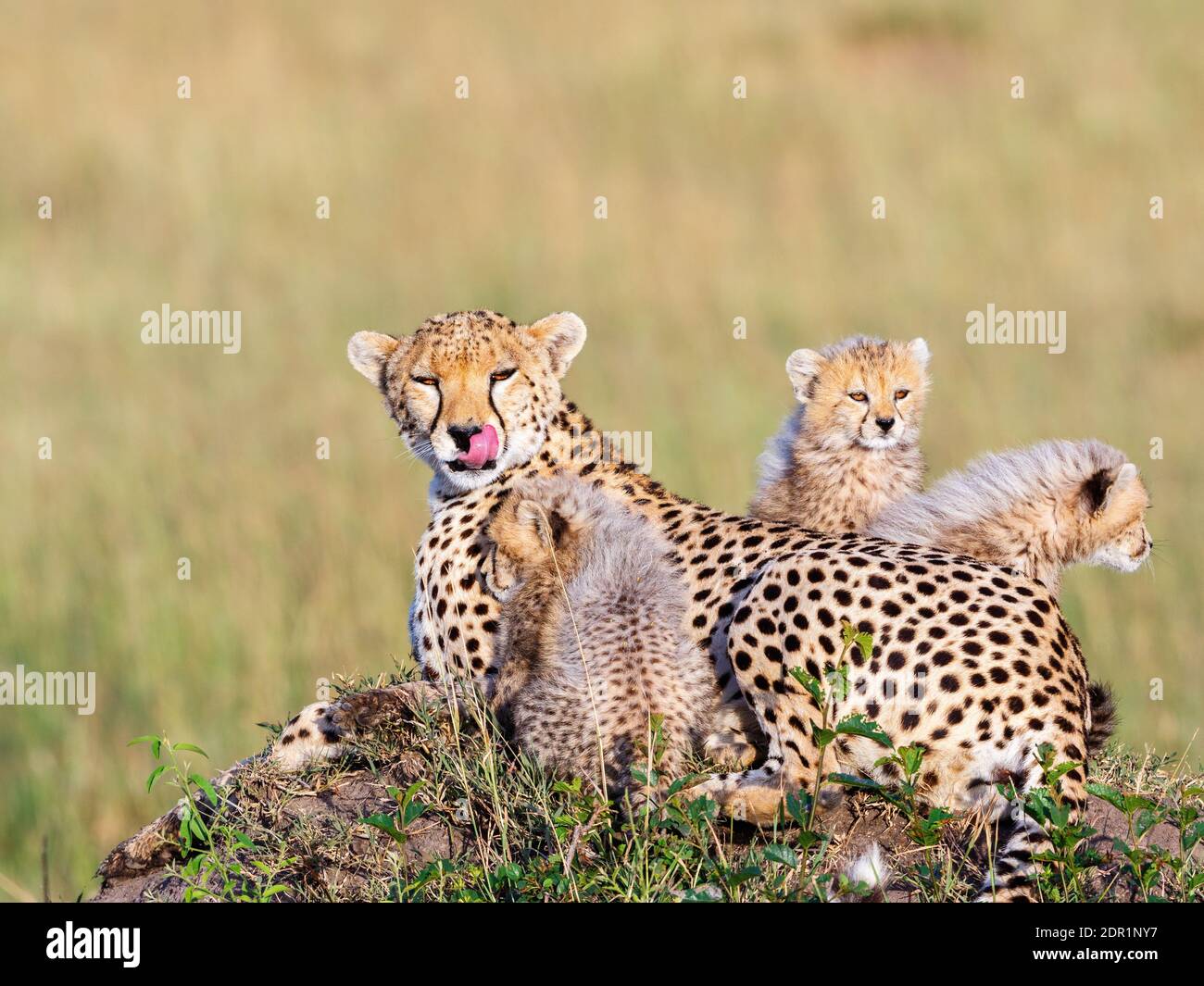 Mother cheetah licking cub hi-res stock photography and images - Alamy