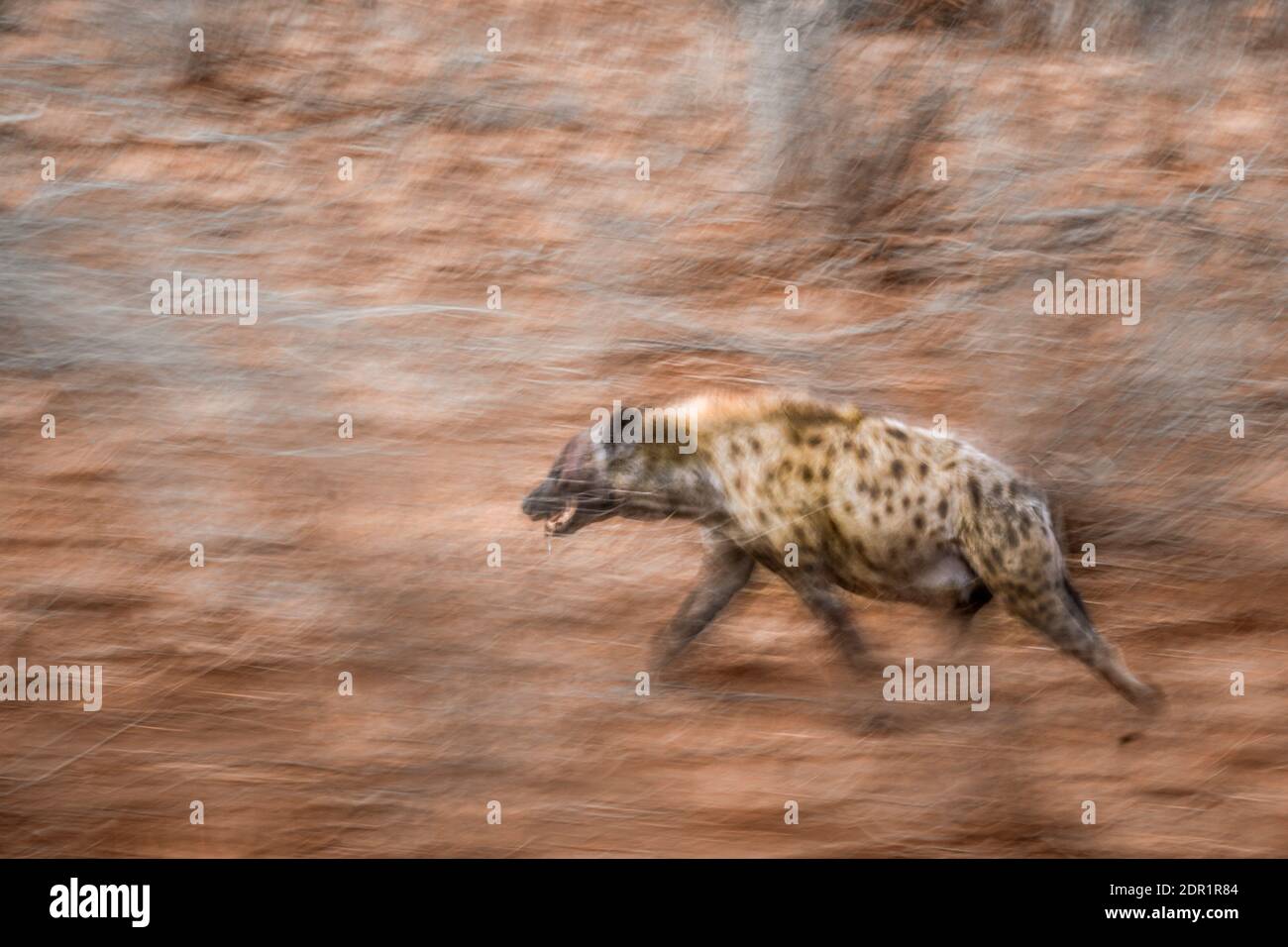 Side View Running Hyena High Resolution Stock Photography and Images ...