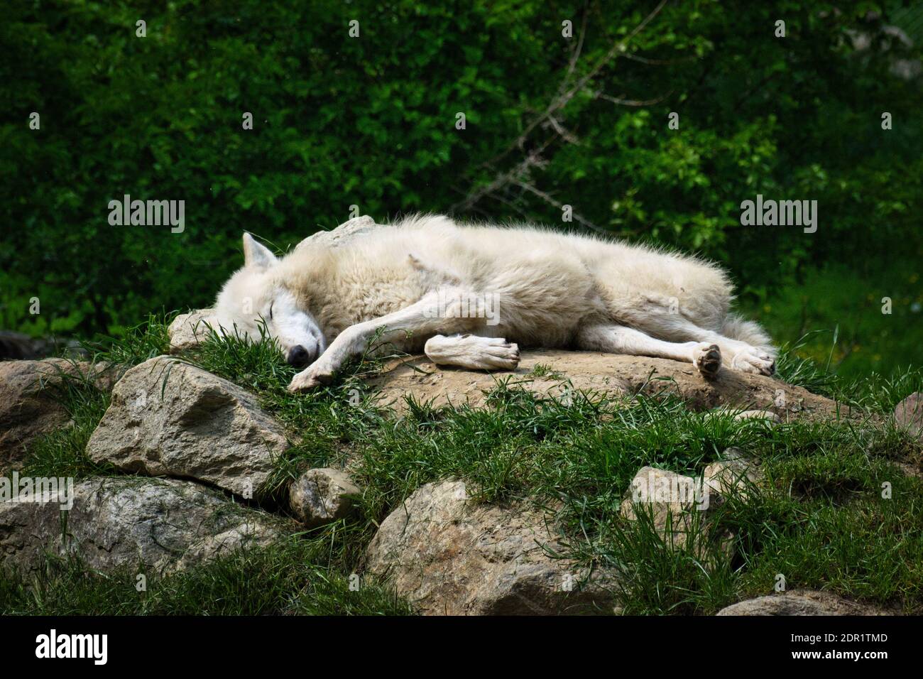 Arctic wolf sleeping hi-res stock photography and images - Alamy