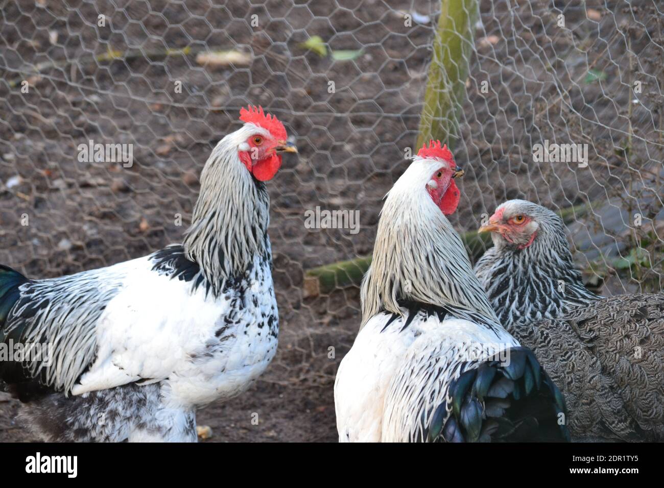 Checken hi-res stock photography and images - Alamy