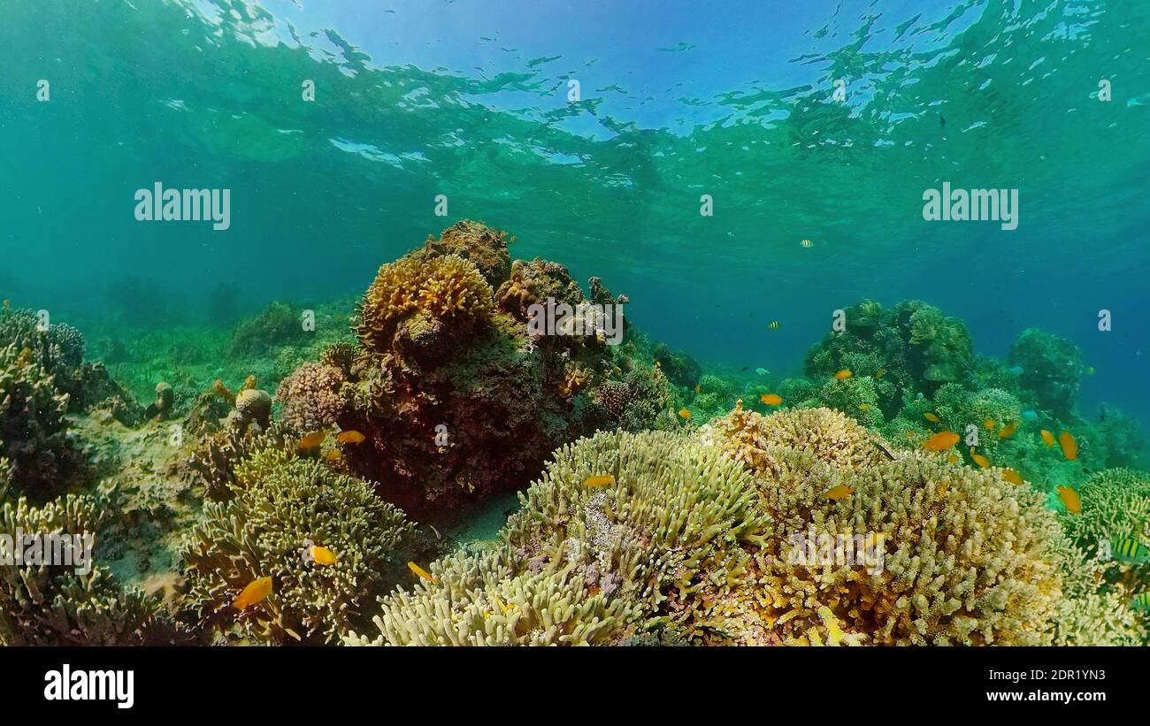 Beautiful underwater landscape with tropical fishes and corals. Life ...