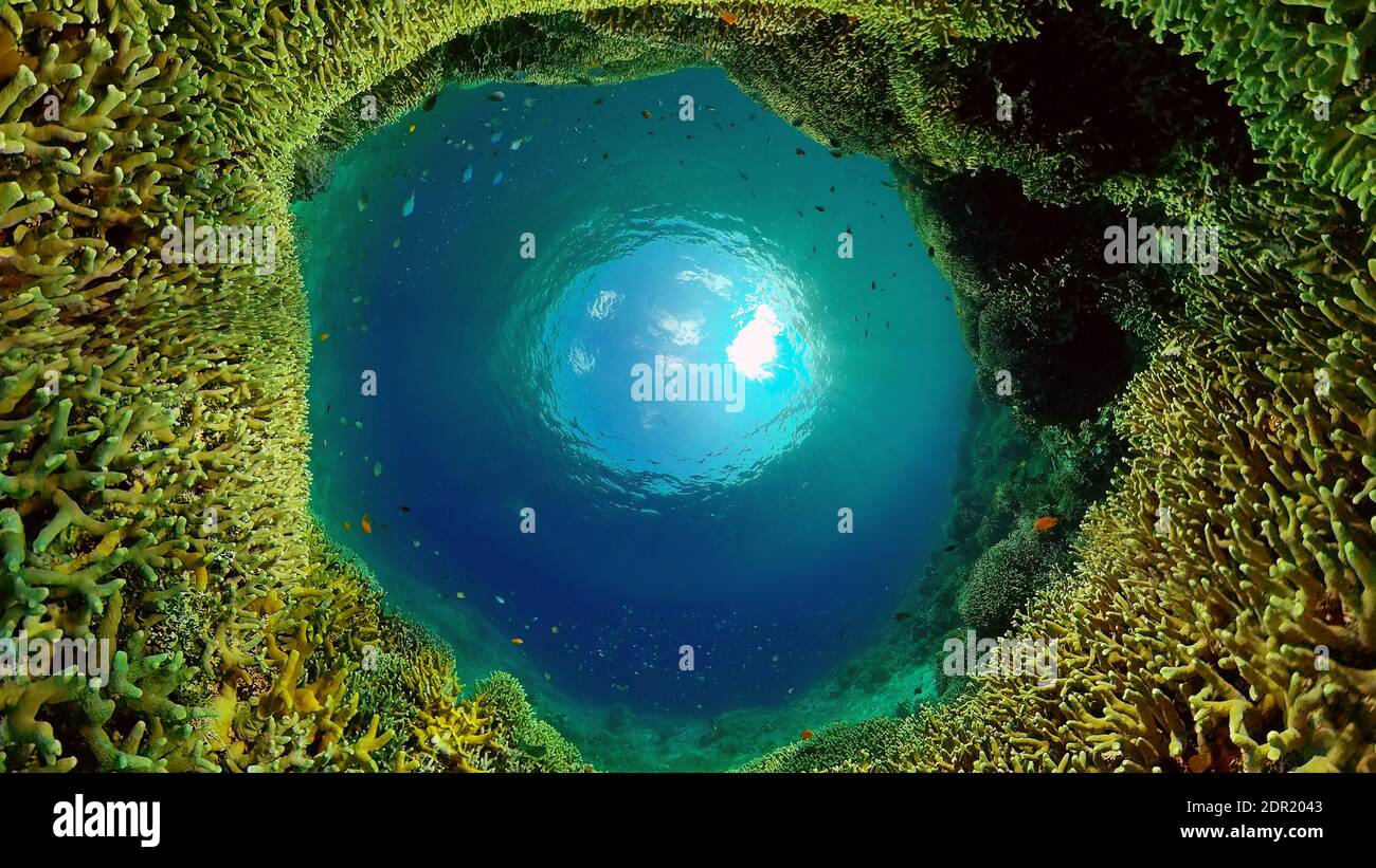 Coral reef underwater with fishes and marine life. Coral reef and ...