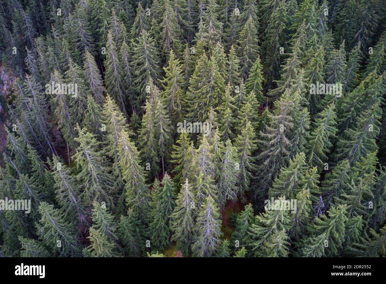 Aerial green forest trees hi-res stock photography and images - Alamy