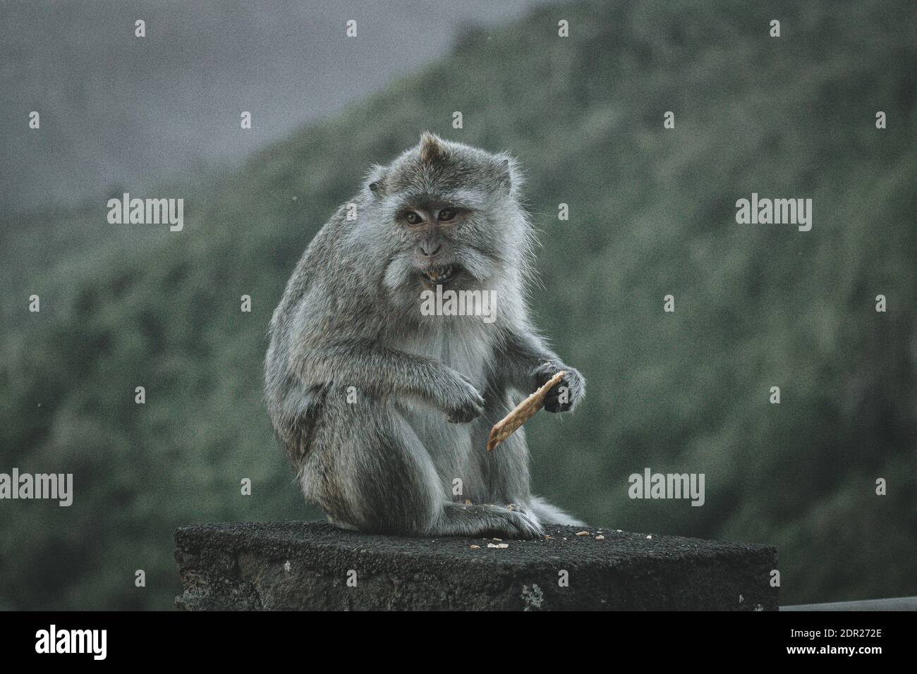 Monkey sitting on chair hi-res stock photography and images - Alamy