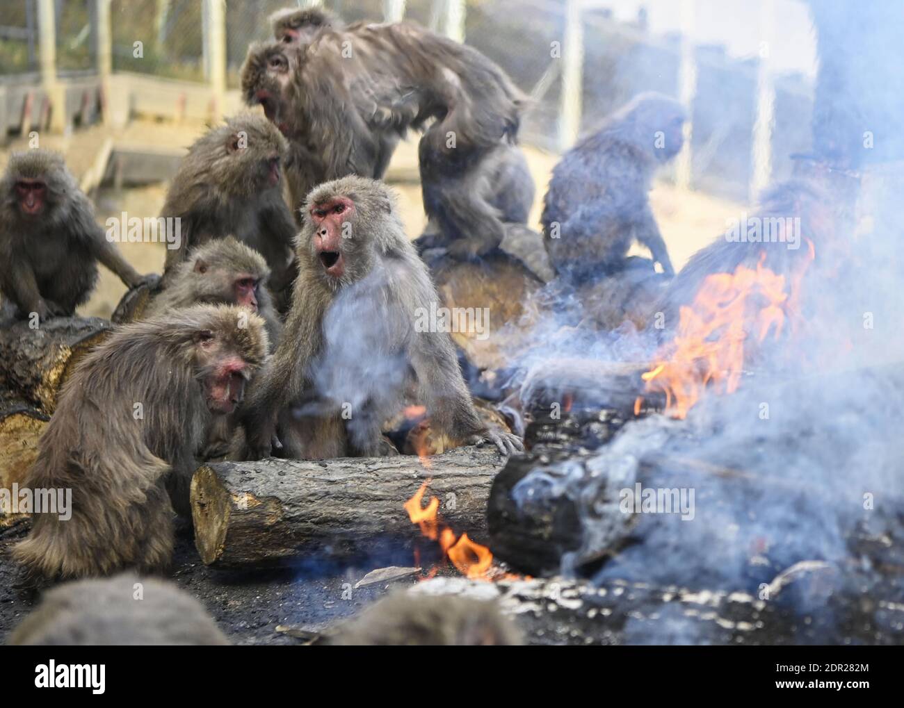 Japanese Yaku macaques gather around a bonfire at Japan Monkey Centre ...