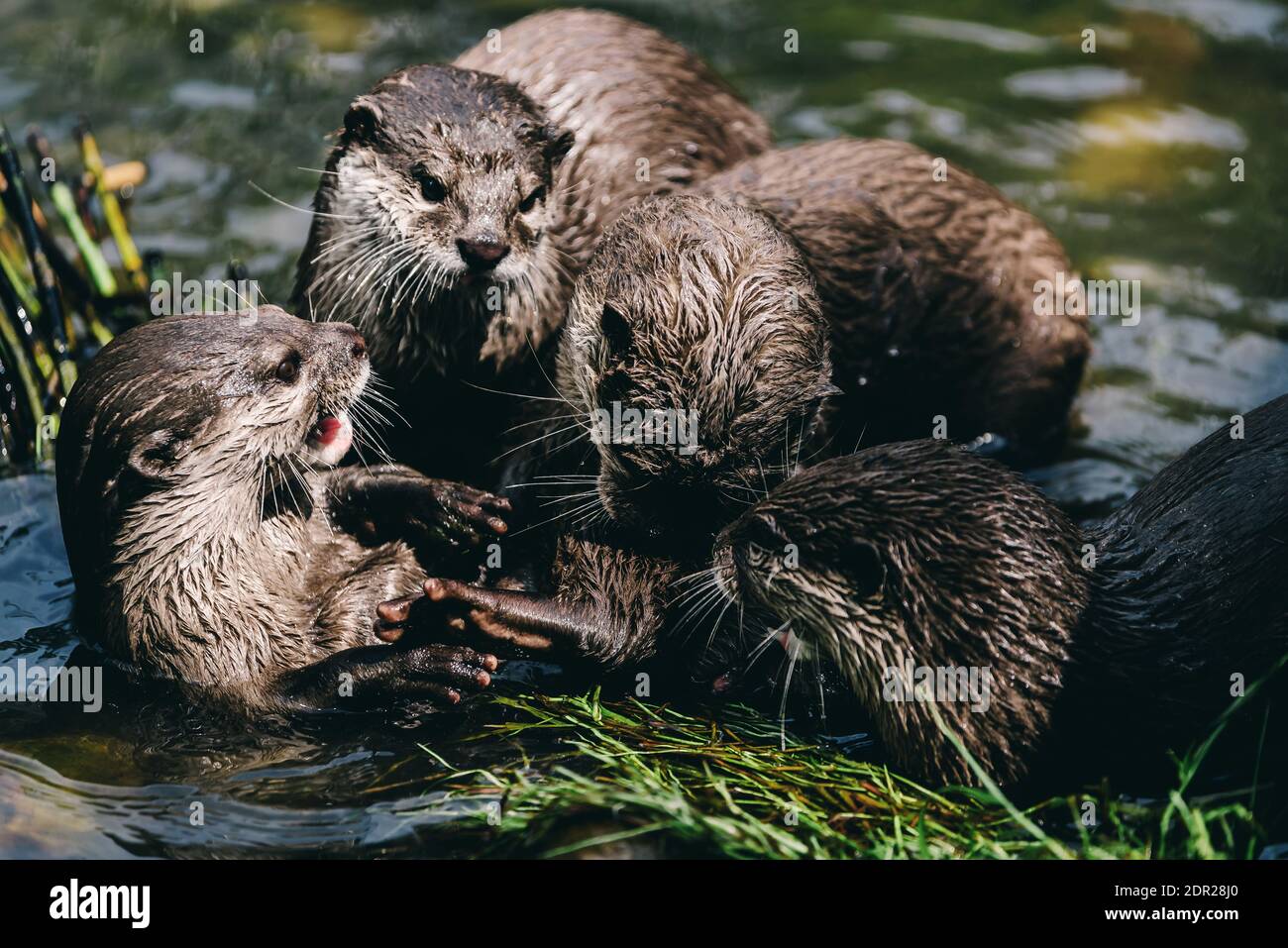 Two otter playing in water hi-res stock photography and images - Alamy