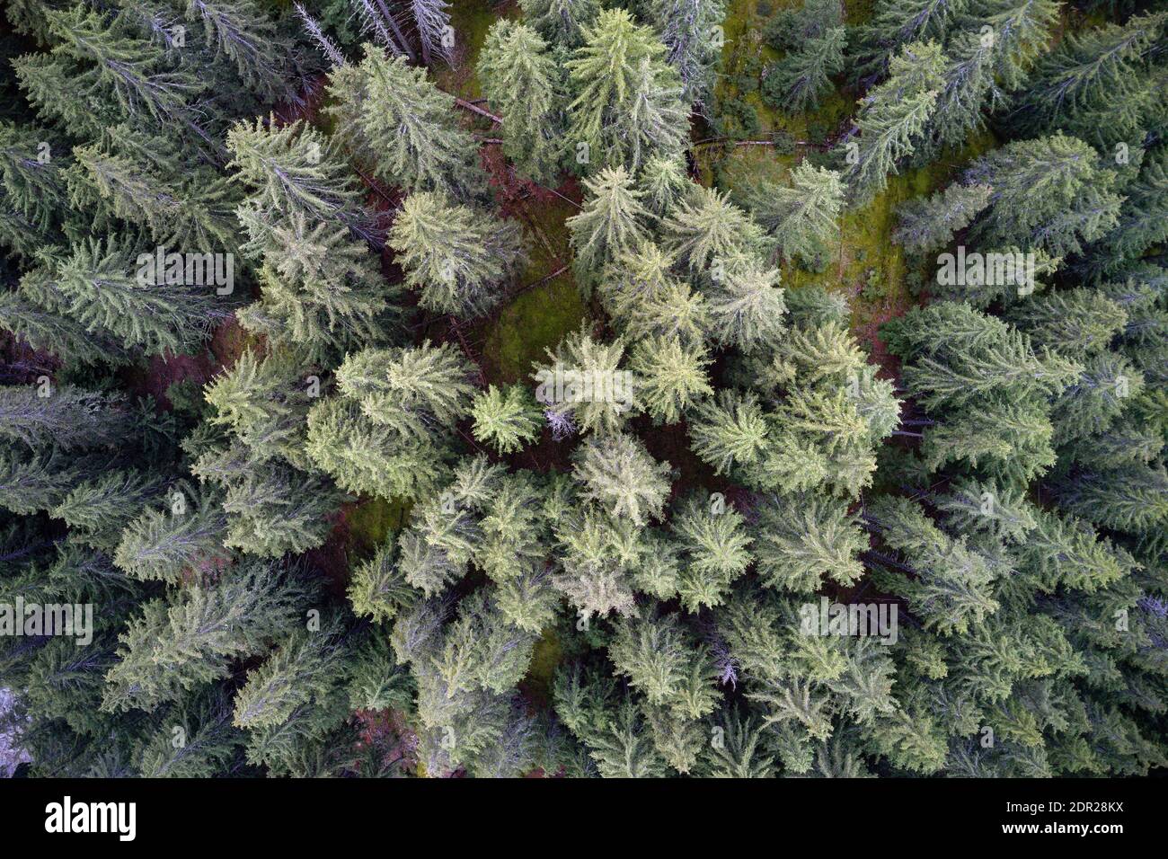 Aerial drone view of a mountainous old Pine tree forest landscape Stock ...