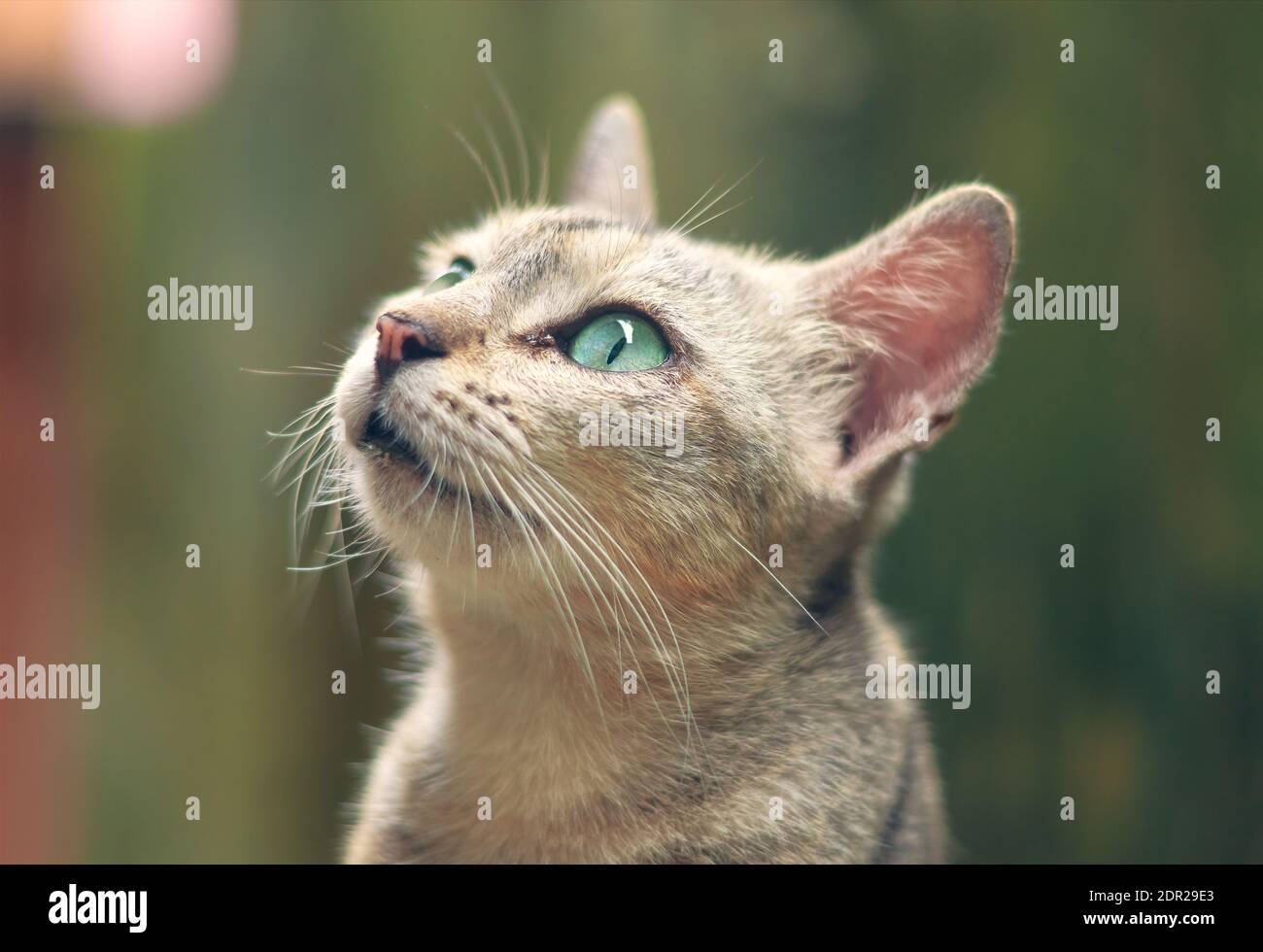 Cat looking upward hi-res stock photography and images - Alamy