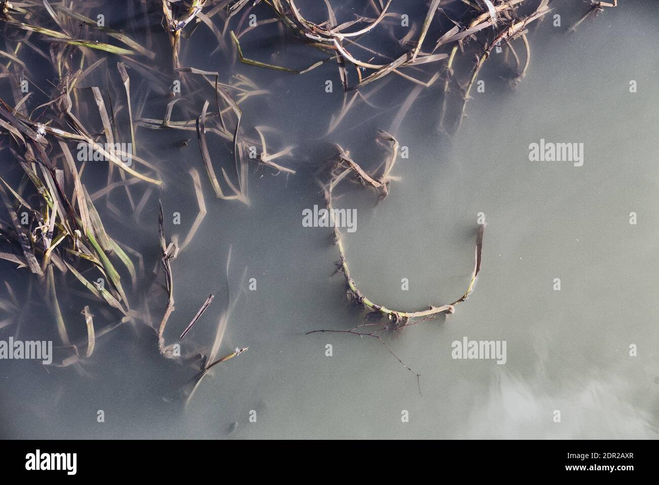 Swamp plant hi-res stock photography and images - Alamy
