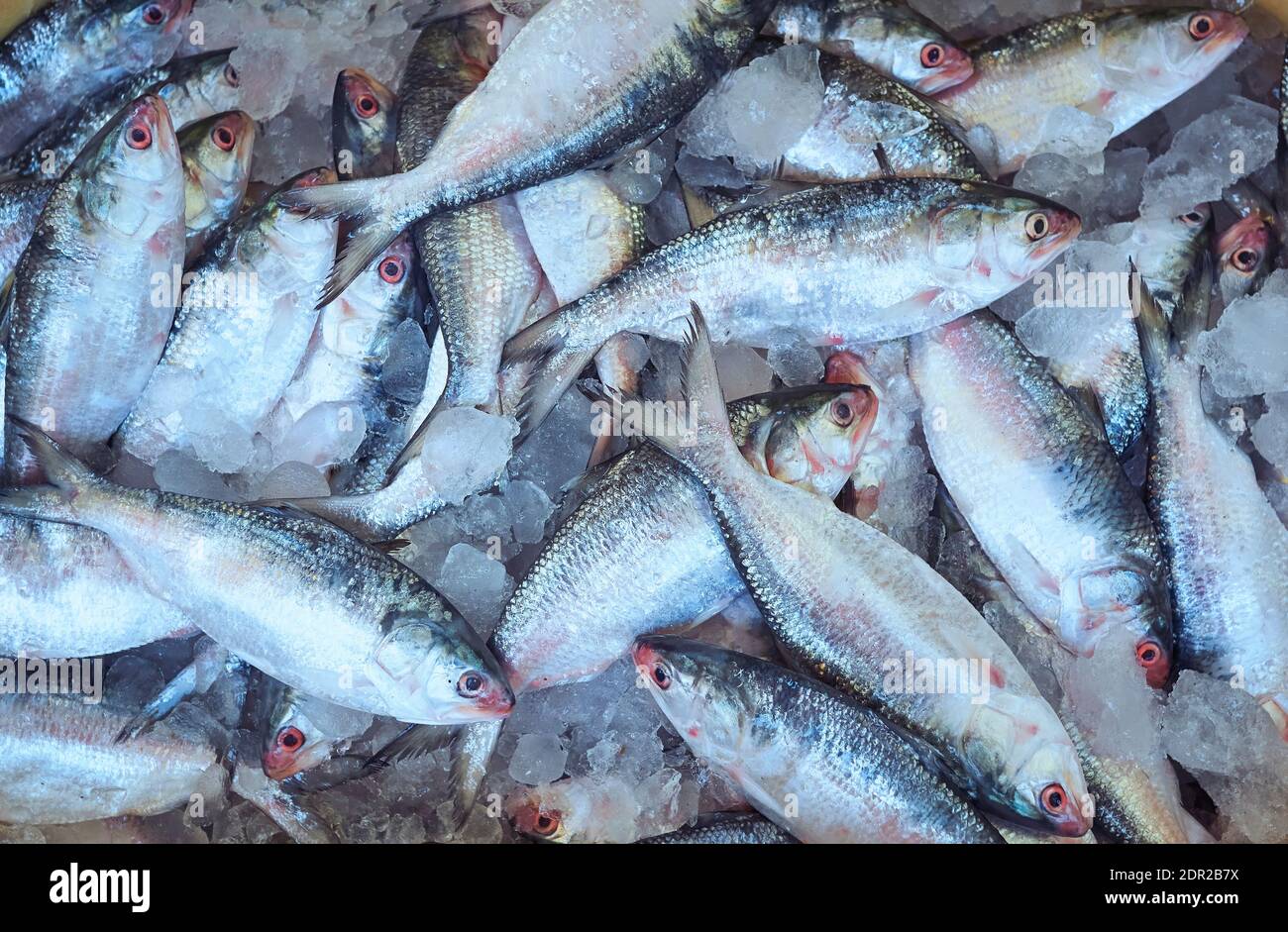 West Bengal Fish Market High Resolution Stock Photography and Images ...