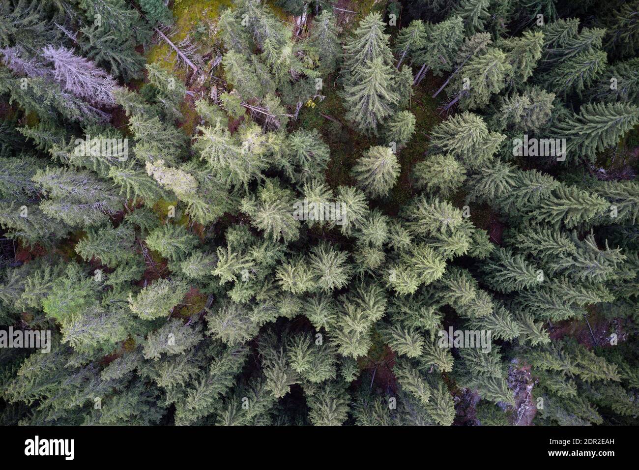 Aerial drone view of a mountainous old Pine tree forest landscape Stock ...