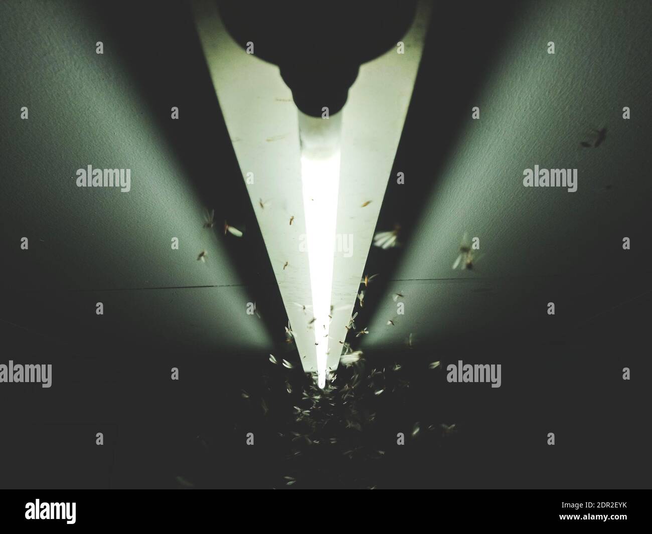 Light up animals hi-res stock photography and images - Alamy