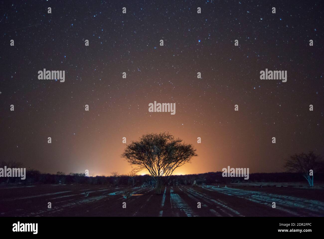 dark starry sky above lonely desert tree in Namibia Stock Photo - Alamy