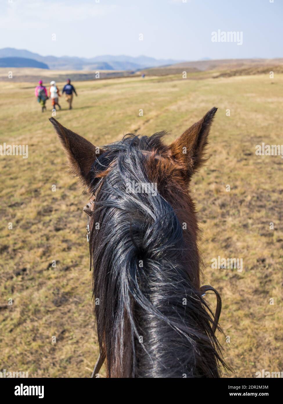 Basuto pony hi-res stock photography and images - Alamy