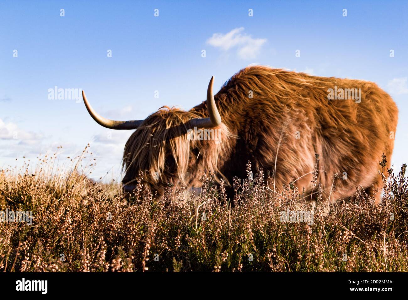 Highland cattle low angle view hi-res stock photography and images - Alamy