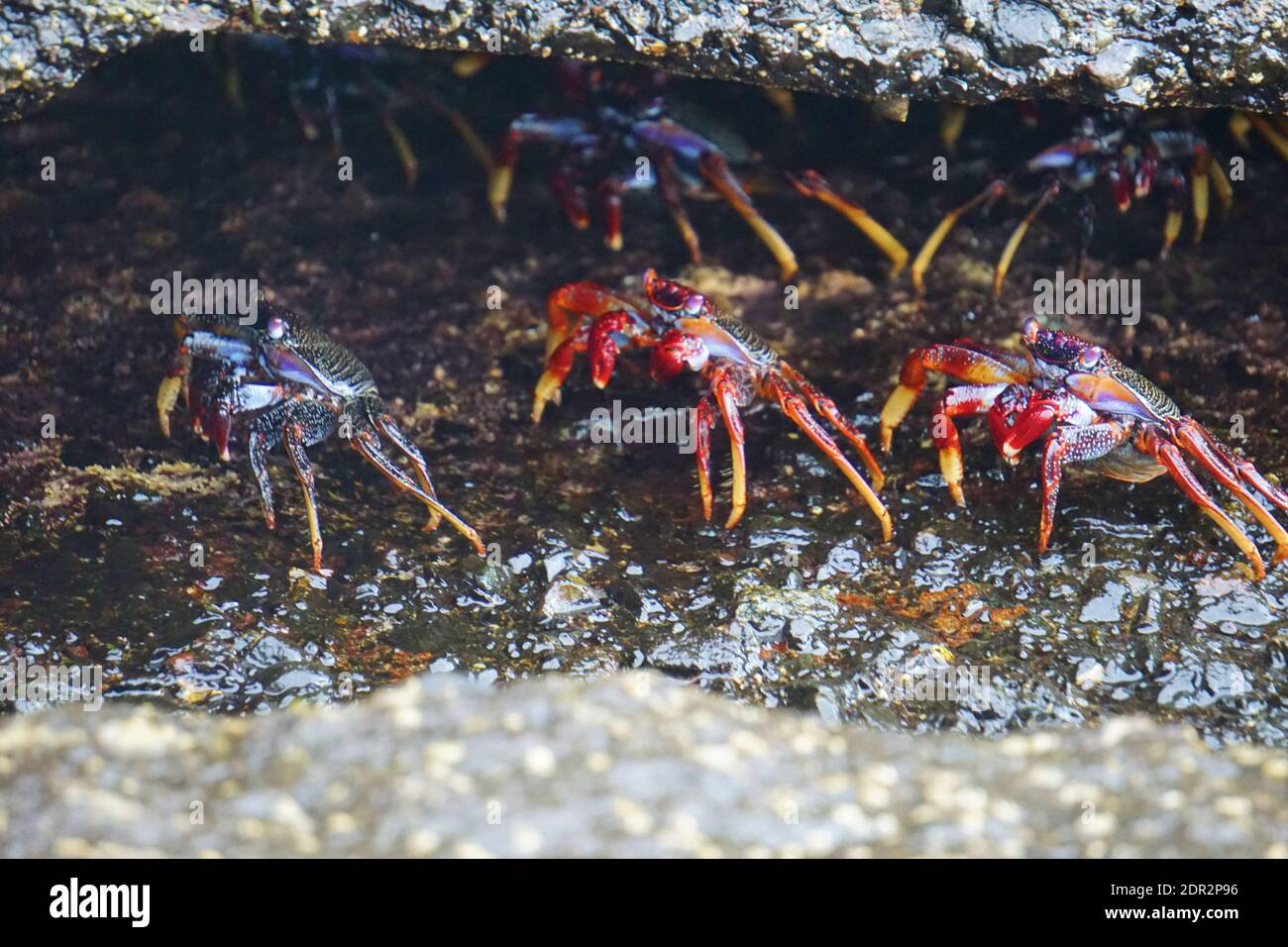 Puerto rico sea underwater hi-res stock photography and images - Alamy