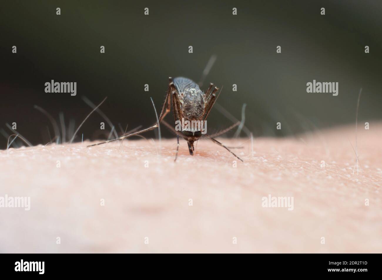 Close Up Mosquito Feeding High Resolution Stock Photography and Images ...