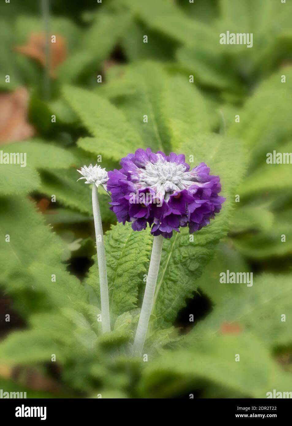 Primula Capitata flower, natural plant portrait Stock Photo - Alamy