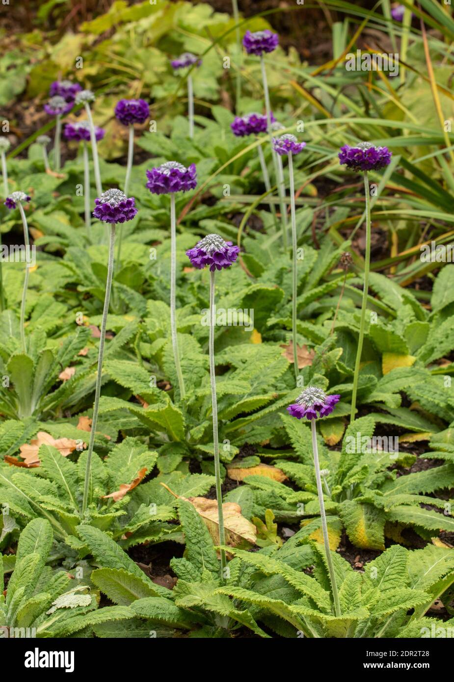 Primula Capitata (round-headed Himalayan primrose) and foliage Stock ...