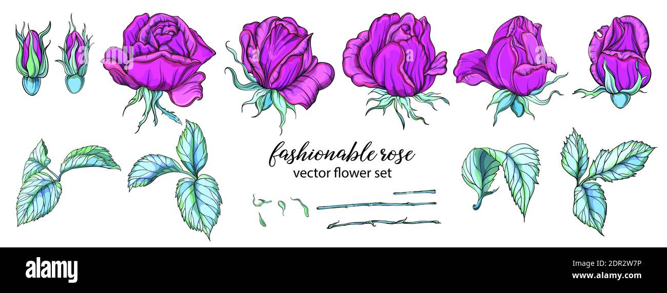 vector set of bright rose colors. Rose is pink Stock Photo - Alamy