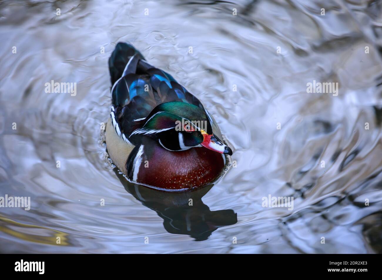 Silver carolina wood duck hi-res stock photography and images - Alamy