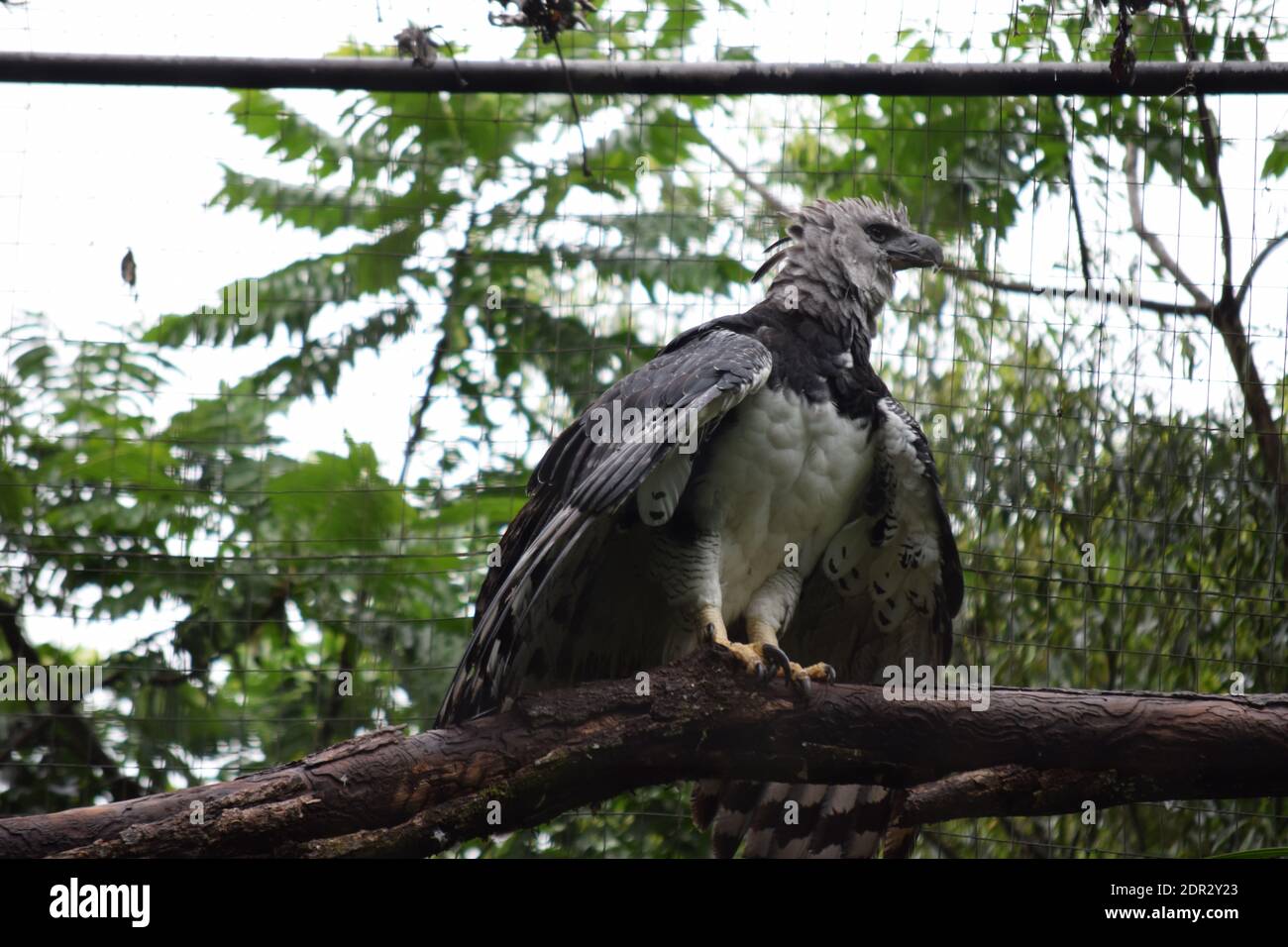 Papuan eagle hi-res stock photography and images - Alamy
