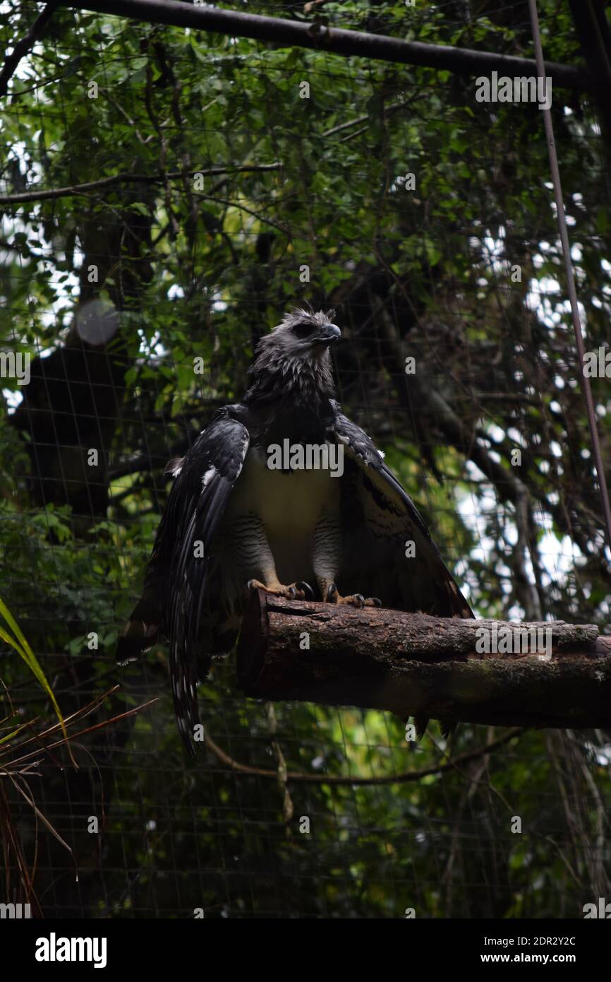 Papuan eagle hi-res stock photography and images - Alamy