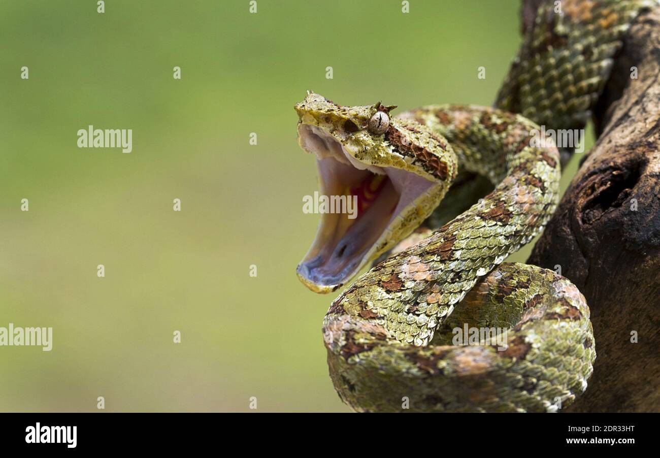 Snake Mouth Open High Resolution Stock Photography and Images - Alamy