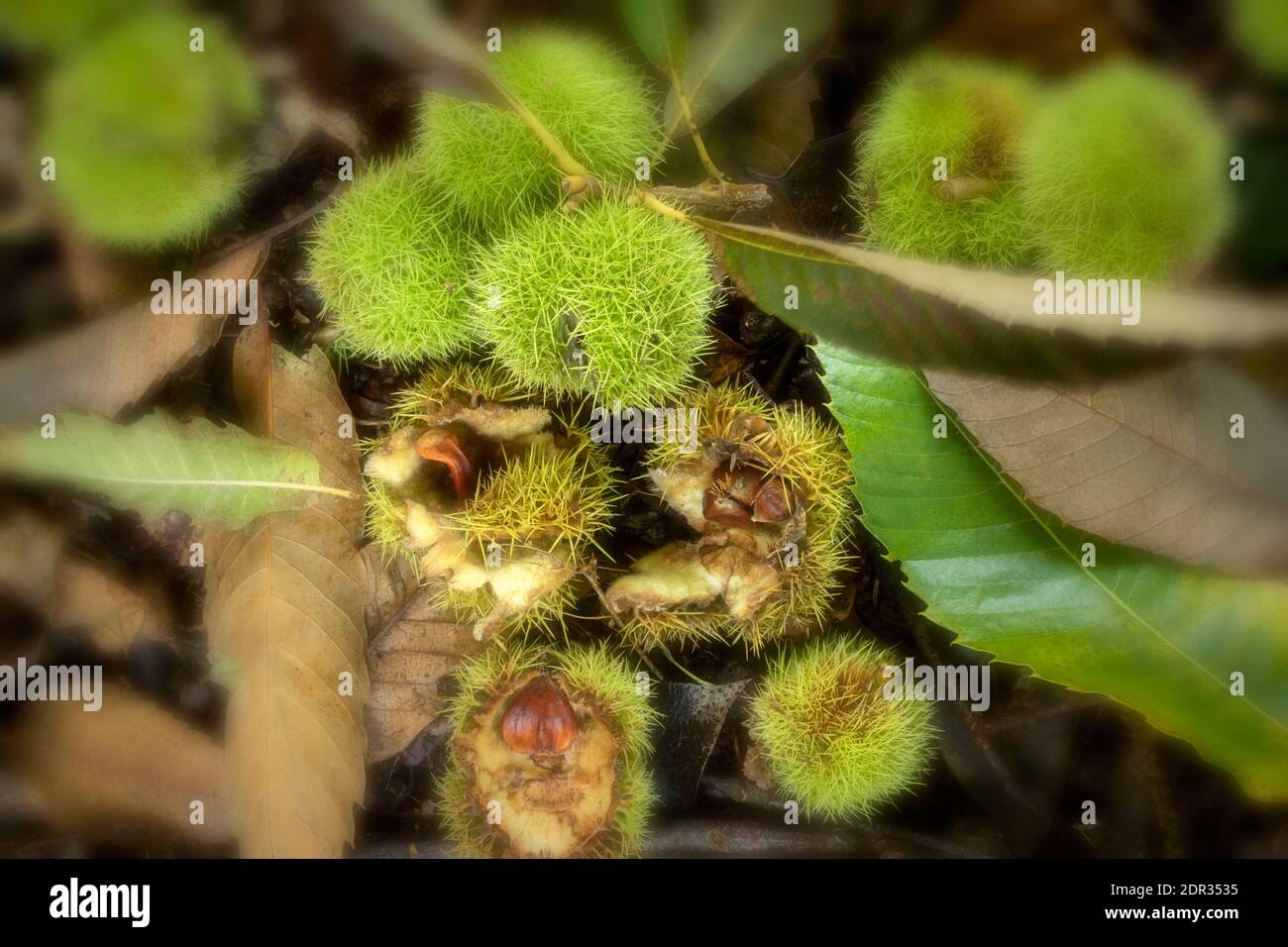 Self pollination and cross pollination hi-res stock photography and ...