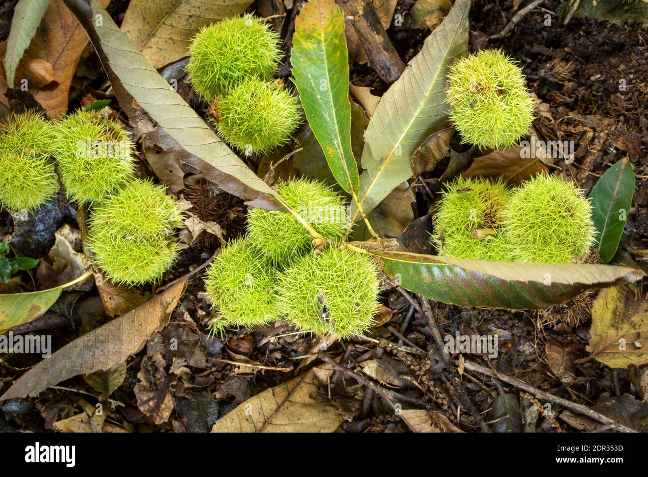 Fallen sweet chestnut fruit pods and leaves making an intimate natural ...